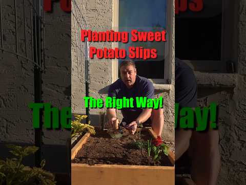 Planting Sweet Potato Slips - The Right Way. #sweetpotato #gardening #vegetablegarden