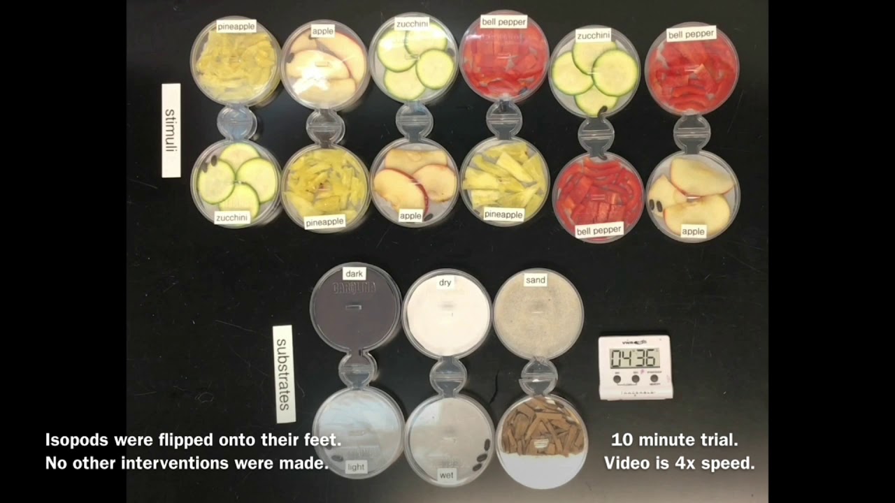 CCC Online Biology Lab Resources - Isopod Behavior Simultaneous Multi-Trial