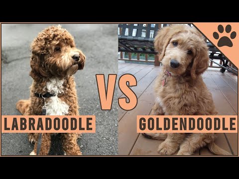 Labradoodle vs Goldendoodle - Which Breed Is Better?