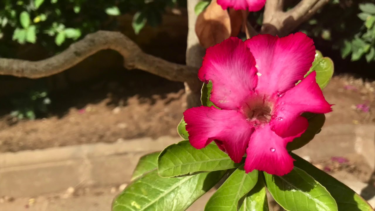 Baobab flower opening March 2020
