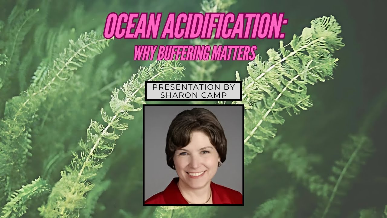 Is CO2 Acidifying Our Oceans?