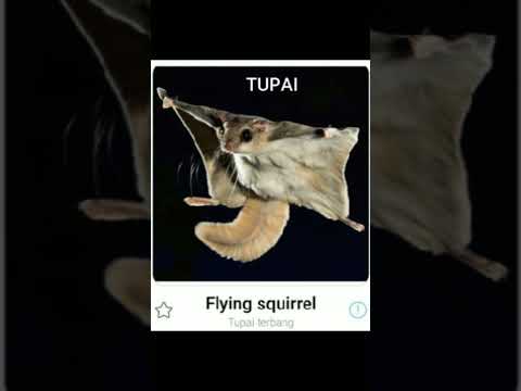 Animal English Vocabulary Starting with F