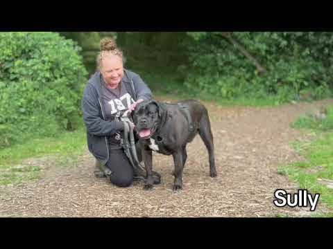Rescue Remedies Dog Rescue June 2025