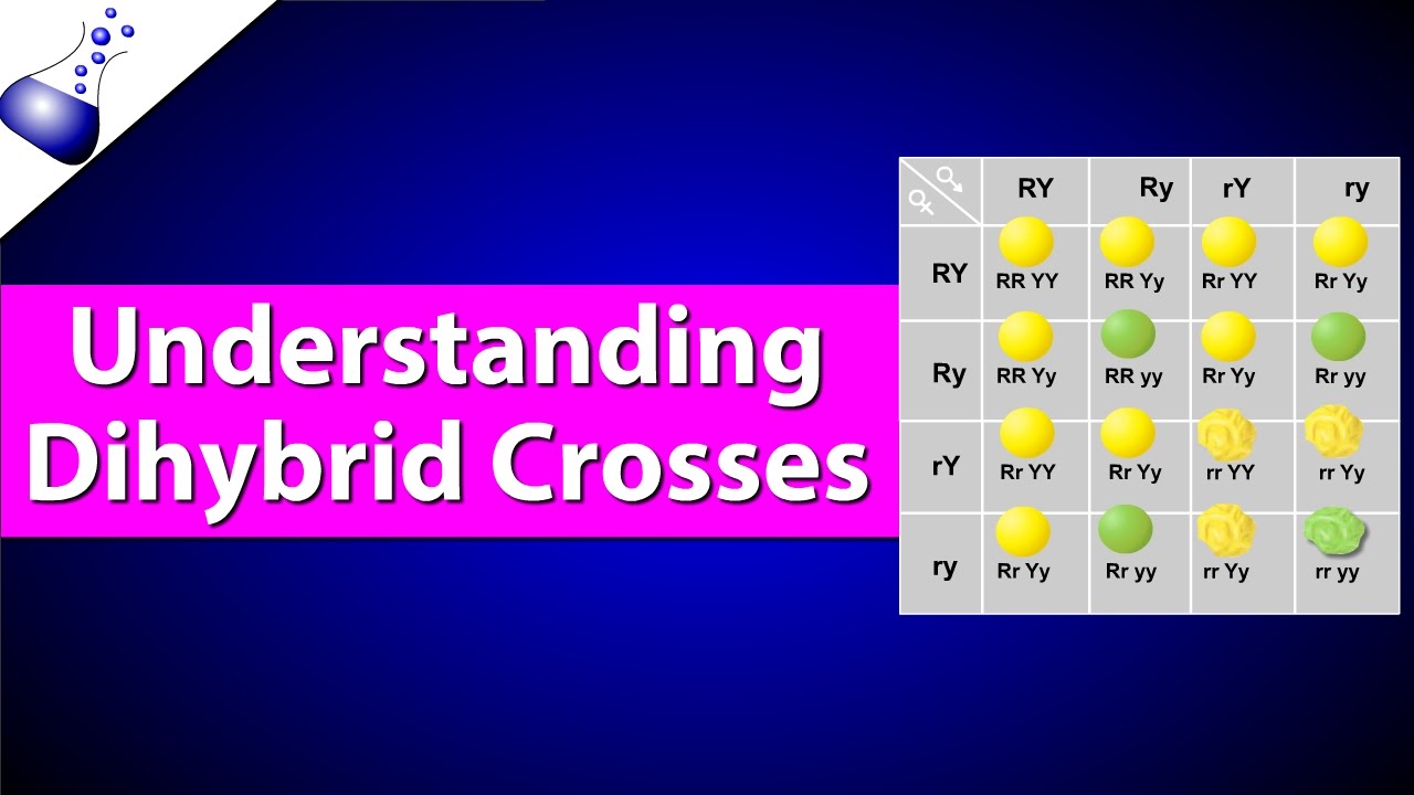 Understanding Dihybrid Genetic Crosses: The Law of Independent ...