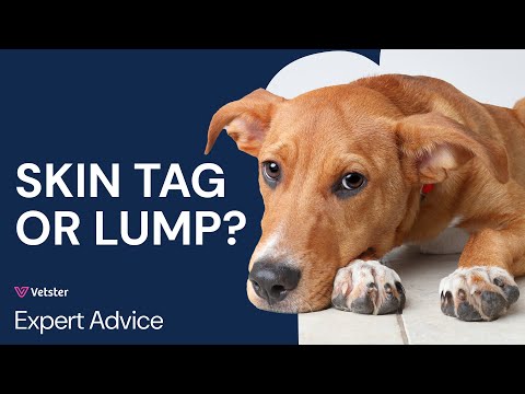 Lump on Dog? Skin Tag, Growth or Cancer? Treatment Vs Removal