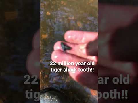 Beautiful fossil tiger shark tooth! #shorts
