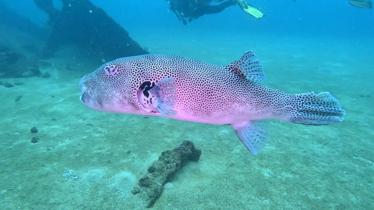 Starry puffer — Arothron stellatus