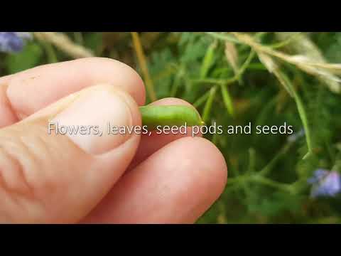 Wild Food: Common Vetch