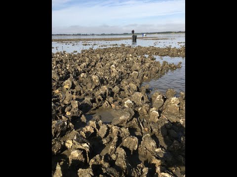 Pacific oysters  in Scandinavia
