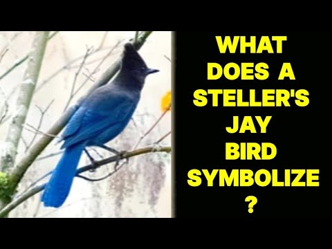 WHAT DOES A STELLER'S JAY BIRD SYMBOLIZE ?