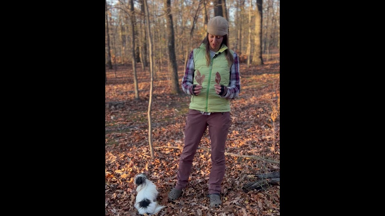 Identify & Harvest Sassafras Root