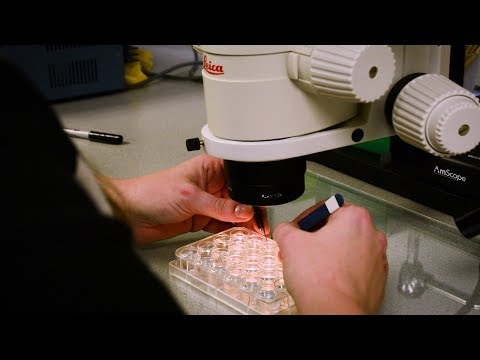 Vascular dysfunction and inflammatory bowel disease (Erika Boerman, PhD)