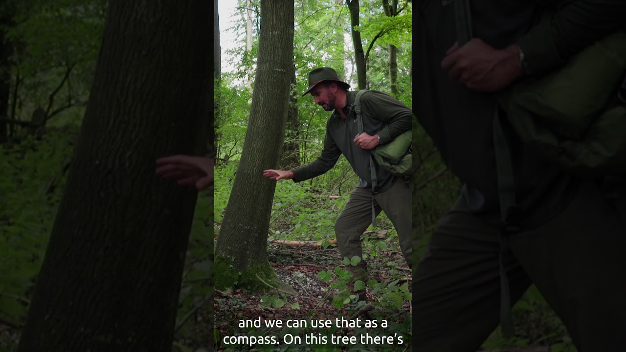 The Tree Root Compass