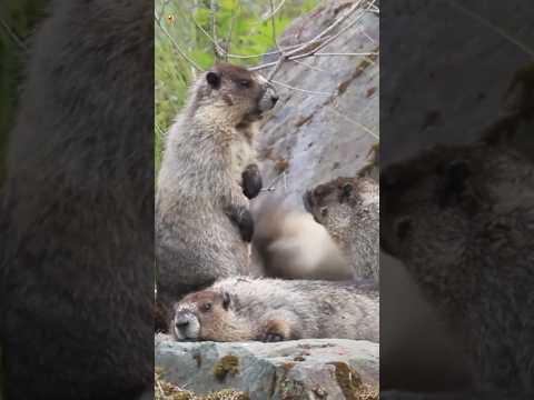 Groundhog Sounds