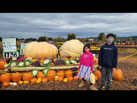 Carpinito bros pumpkin Patch,Kent Washington USA.
