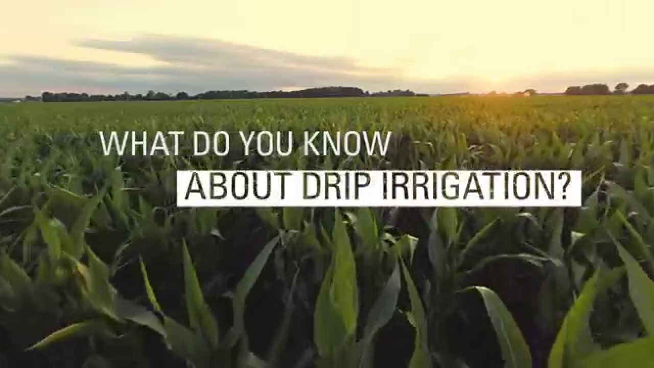 7 Facts About Drip