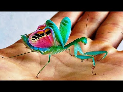 10 Most Beautiful Praying Mantises In The World