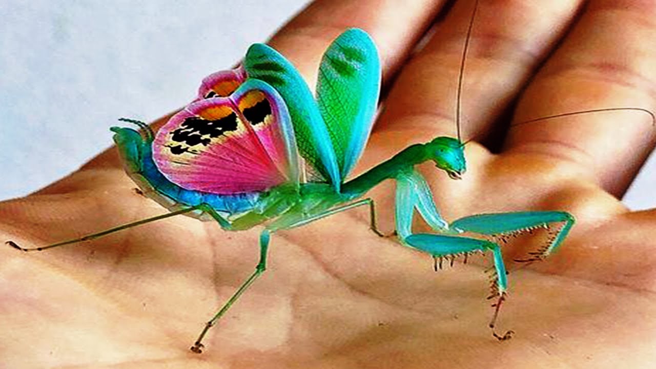 10 Most Beautiful Praying Mantises In The World