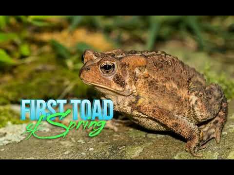 Steam Community :: Video :: First toad of spring