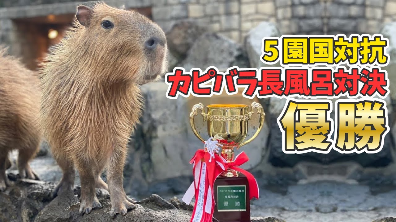 Japanese Capybara Wins Competition For Longest Onsen Soak