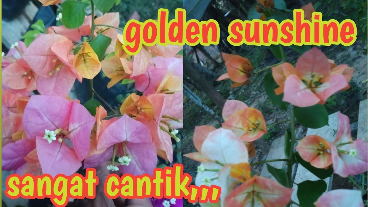 BOUGENVIL VIRAL ‼️GOLDEN SUNSHINE
