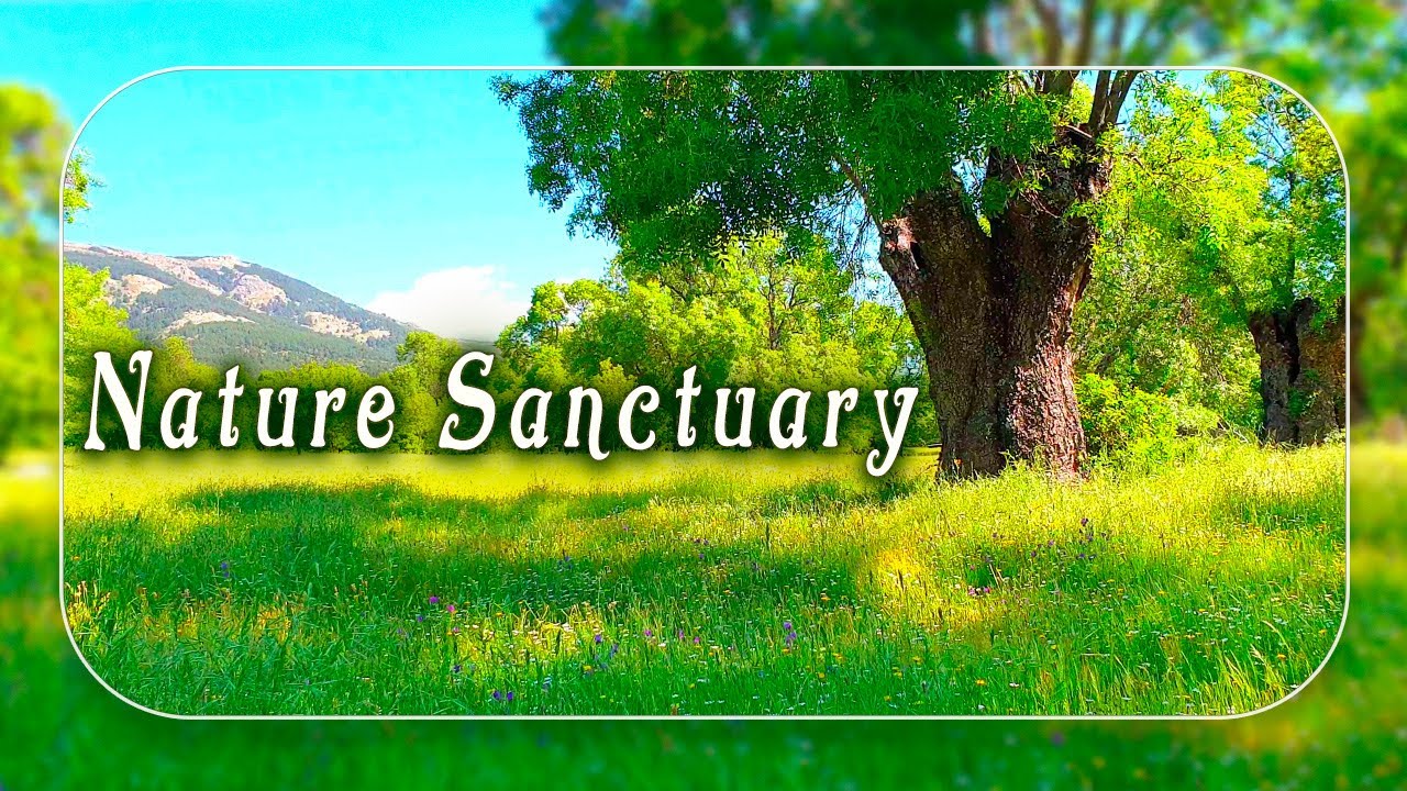 Healing Frequency Summer Therapy🌿🌞 Begin Your Day with POSITIVE MORNING VIBRATIONS 🌳Nature Sanctuary