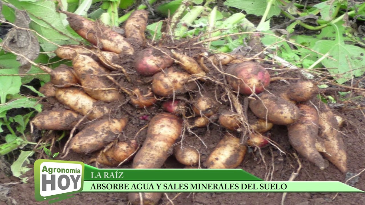 Programa Agronomía hoy 10/09/2017