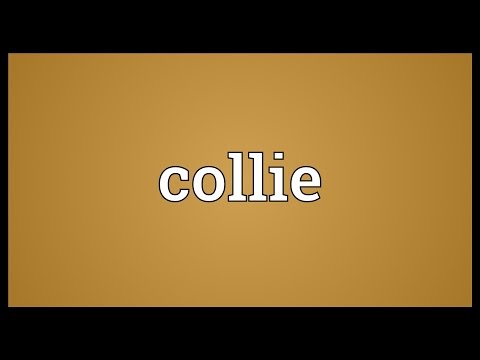 Collie Meaning