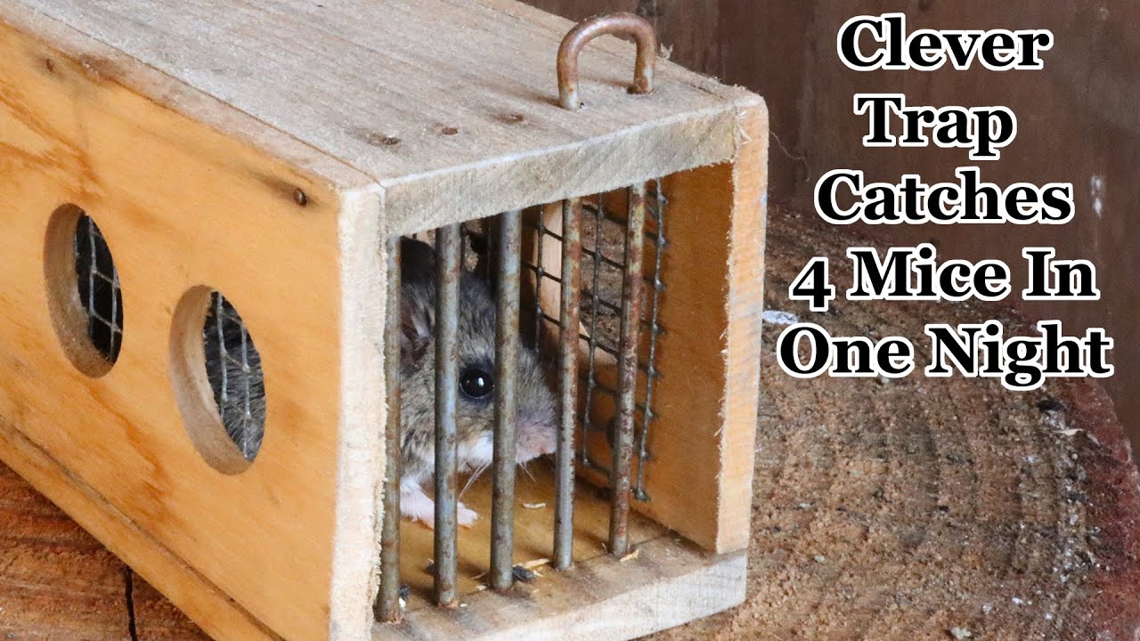 Catching 4 Mice with a usual mouse trap. Mousetrap Monday