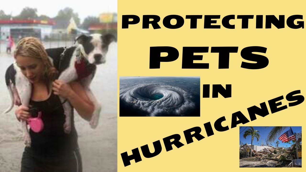 Protecting Pets in Hurricanes