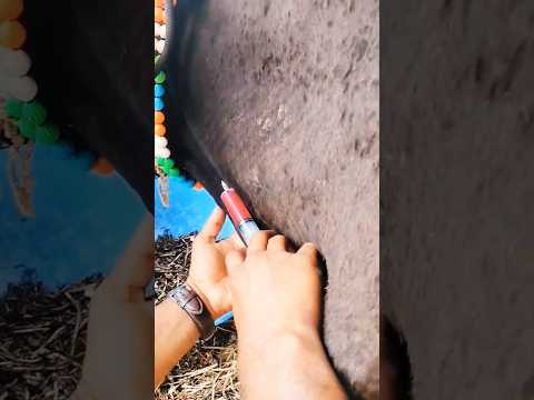 Intravenous injection in cow, through Jugular vein. #veterinary #cow #cattledisease #animals #farms