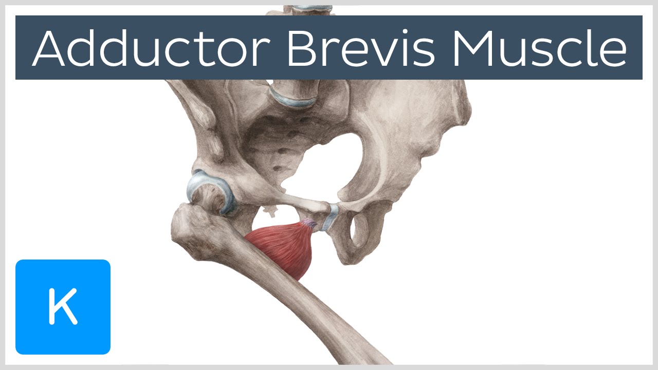 Adductor Brevis Muscle - Origins & Function - Human Anatomy | Kenhub