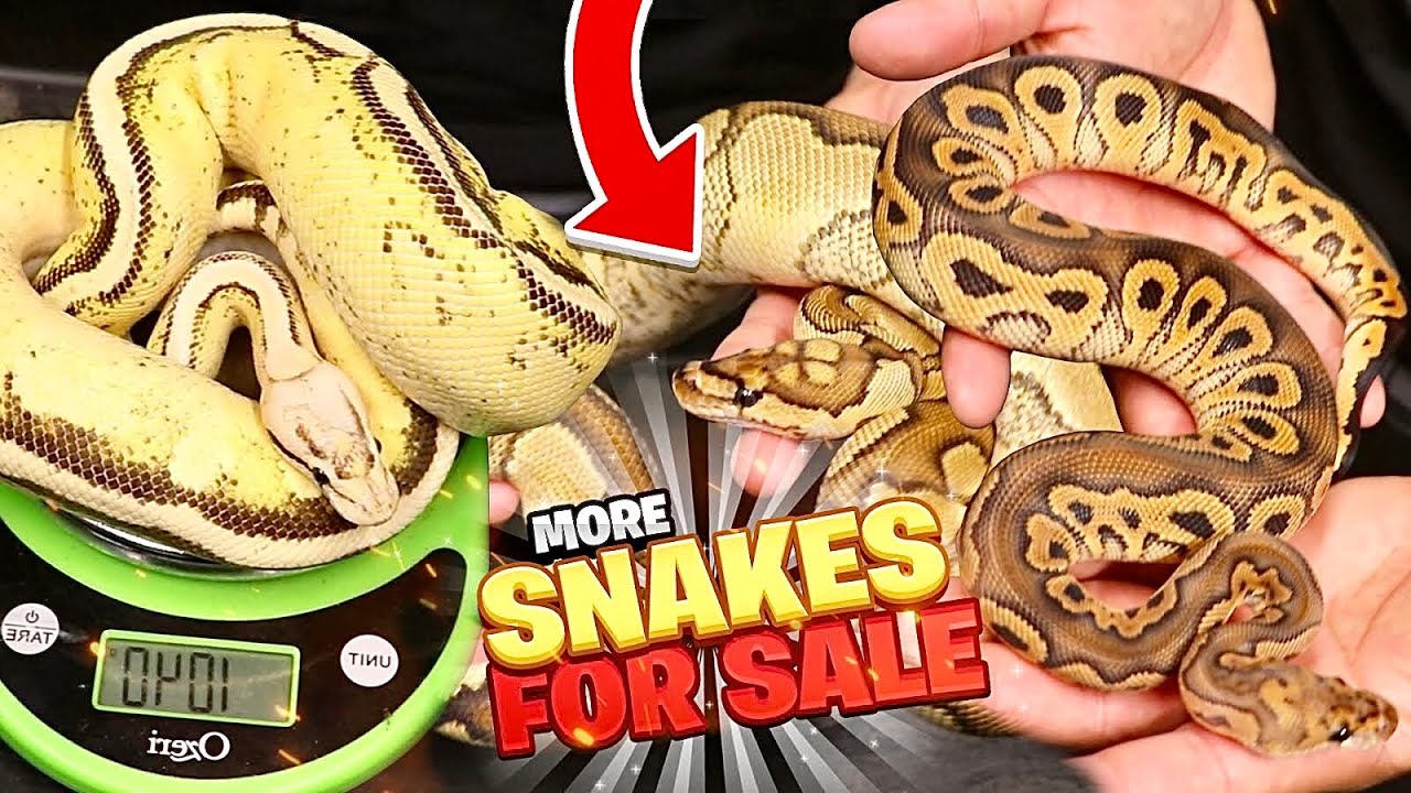 More Snakes For Sale!!! You Don’t Want To Miss These!!!