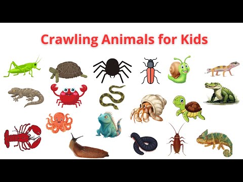 Crawling Animals Name for Kids | Learn Creepy Crawlies in English with Real Sounds & Pictures šš·ļøš