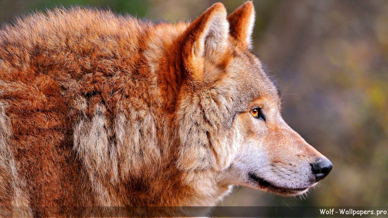 Best Amazing Wolf Wallpapers 4K