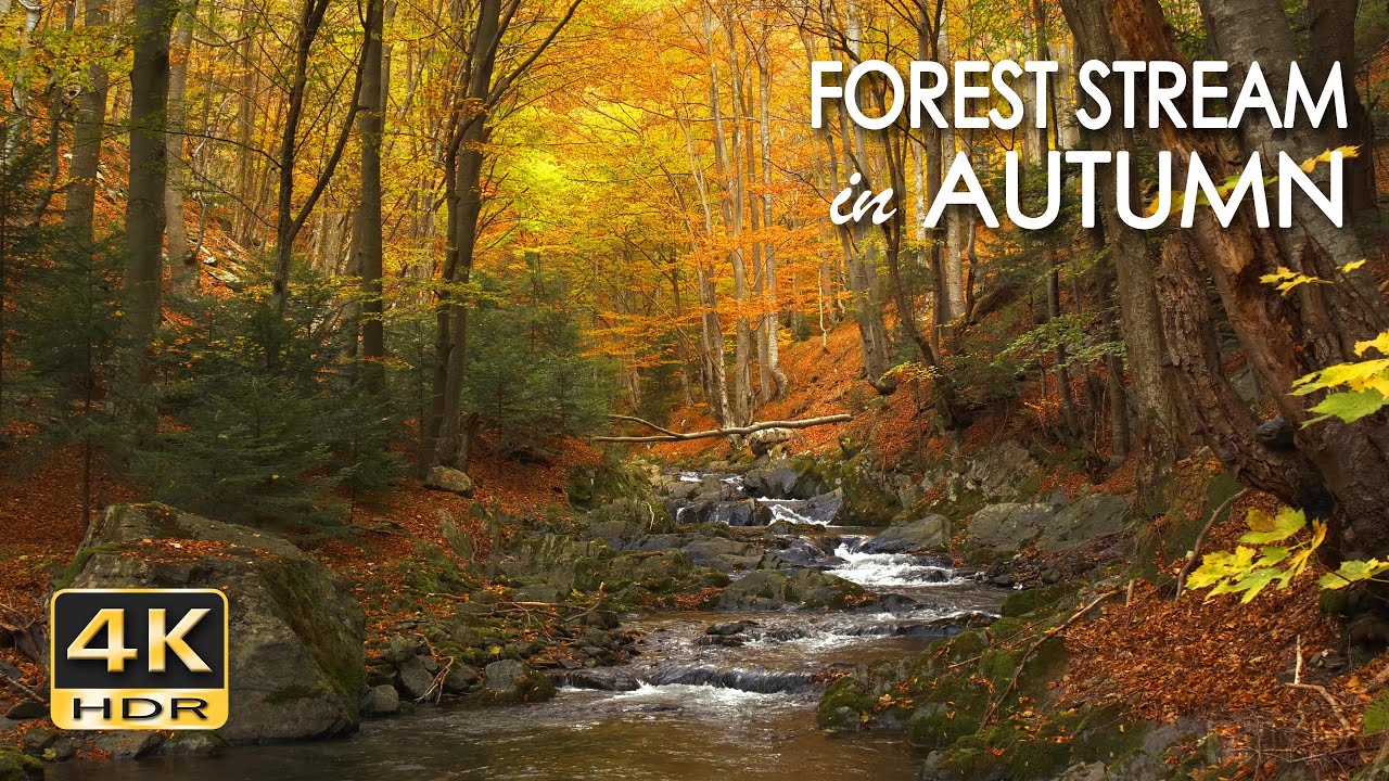4K HDR - Forest Stream in Autumn - Relaxing River Sounds -   Creek Flowing in Woods - Sleep / Study