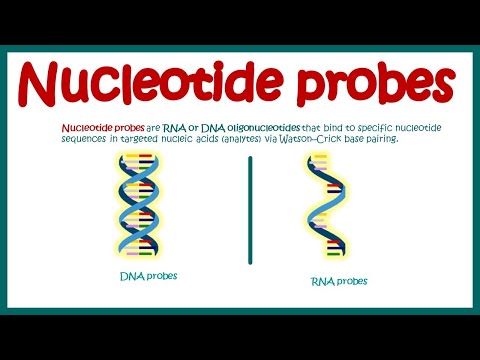Nucleotide Probes | What are probes ? | Application of probes in biotechnology | DNA and RNA probes