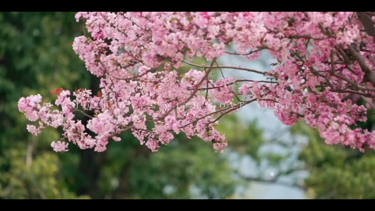 Kunming Medical University|| Kunming|| Yunnan|| China || Campus || Spring