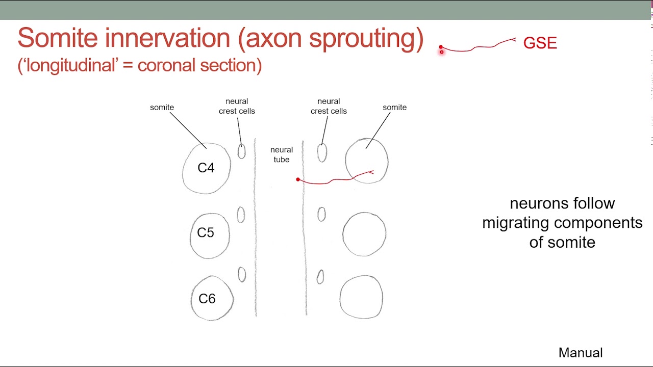 Understanding Somites: The Building Blocks of Body Segmentation and ...