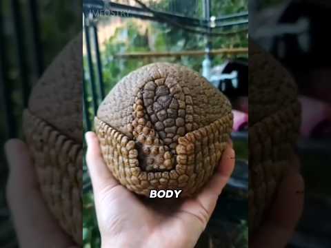 Pangolin: most amazing mammal. | #shorts #shortsfeed #wildlife #pangolin #animals