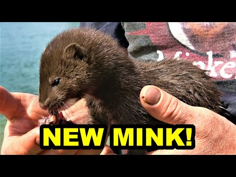 Introducing My New Mink Villain!