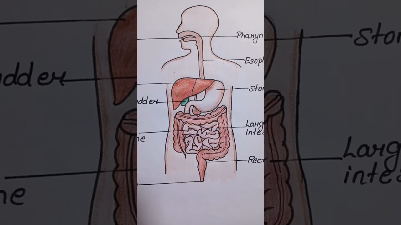The Digestive system #digestivesystem #humananatomy #medicalstudent #nursing #drawing #sketch #art