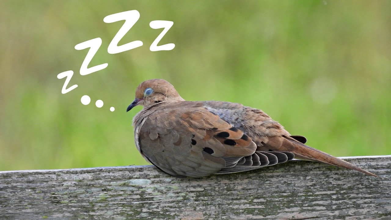 How Do Birds Sleep?