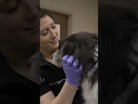 What is a Veterinary Social Worker?
