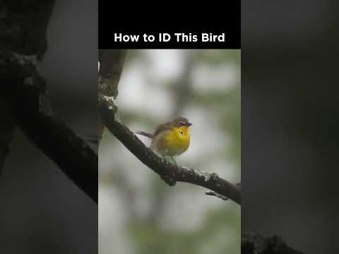 Can you identify this unique songbird?