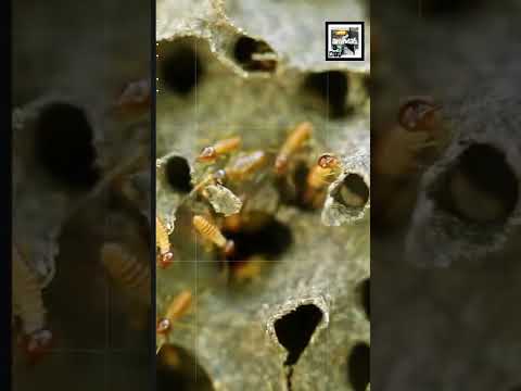Quick Termite Facts - Your House for Dinner (with a side of poop) - Animal a Day #shorts