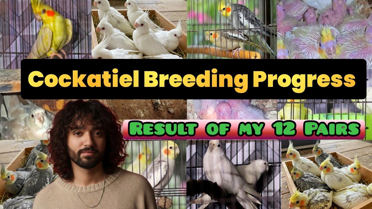 Cockatiel Breeding Progress | 12 Cocktail Pairs Breeding Results #cocktail #breeding #progress 