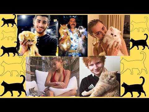 Famous Hollywood Celebrities who are Cat Lovers Part 3 🐱 Zayn Malik Ed Sheeran Miley Cyrus Hayley 🧡