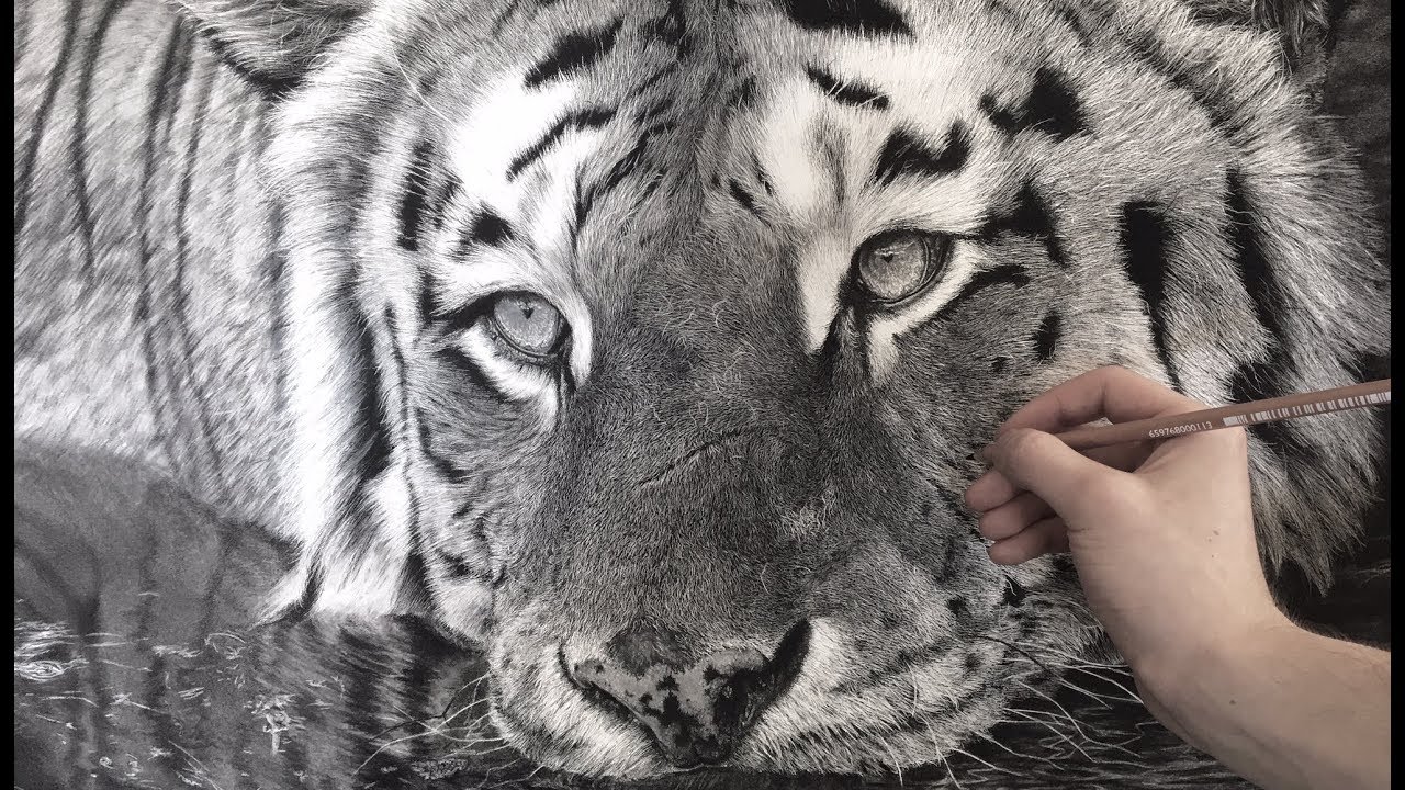 Hyperrealistic Tiger Drawing / 85 Hour Time-lapse