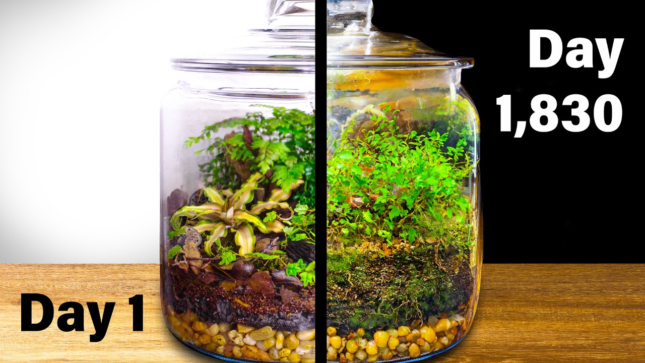 Life in a Forest Terrarium Jar for 5 Years